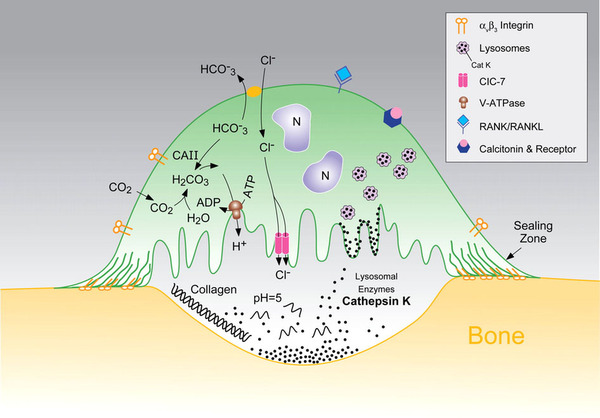Bone Cells - Basic Science - Orthobullets